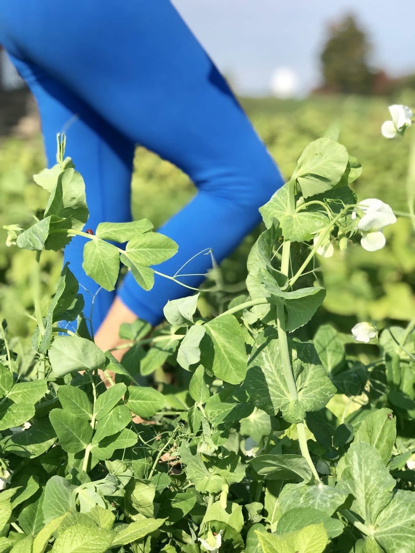 County Bounty: Vicki Dishes The Dirt on Growing The Best Veggie Garden ...