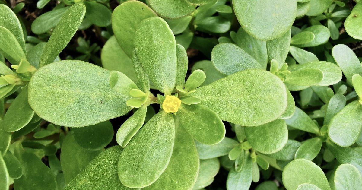 COUNTY ROUNDUP | The Local Weed That Stars in Everything From Cooking ...